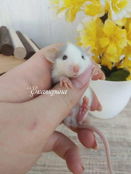 Крысы дамбо ручные