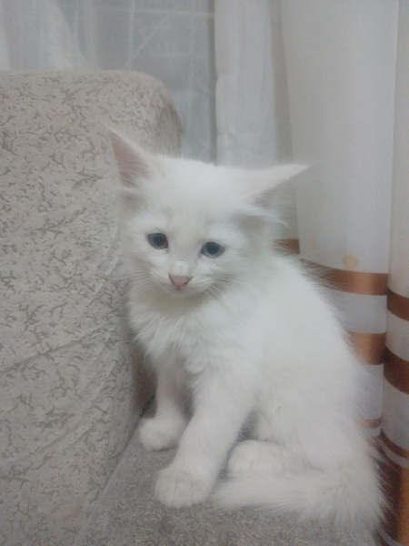 Продаются котята