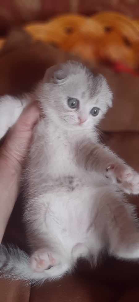 Мальчики скоттиш фолд