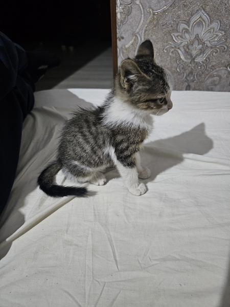 Отдам котёнка в добрые руки