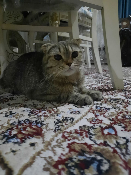Продаются котёнки фолд