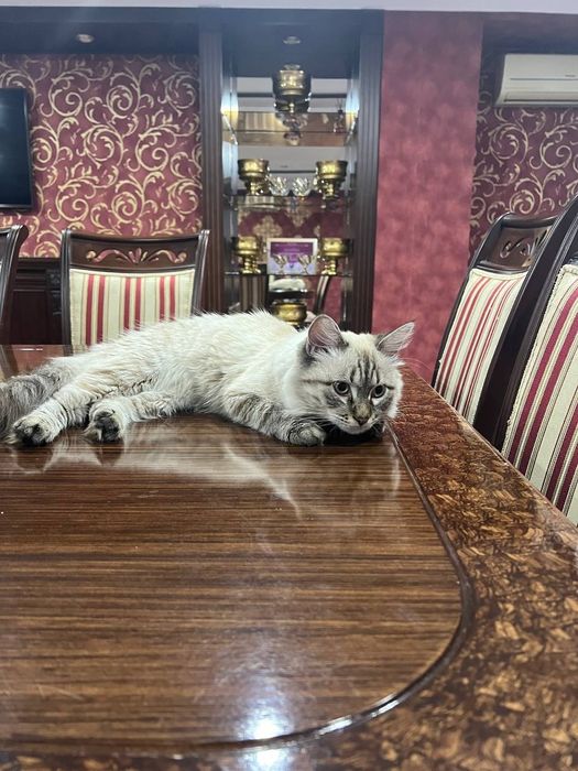 Котик, Мушук зотли
