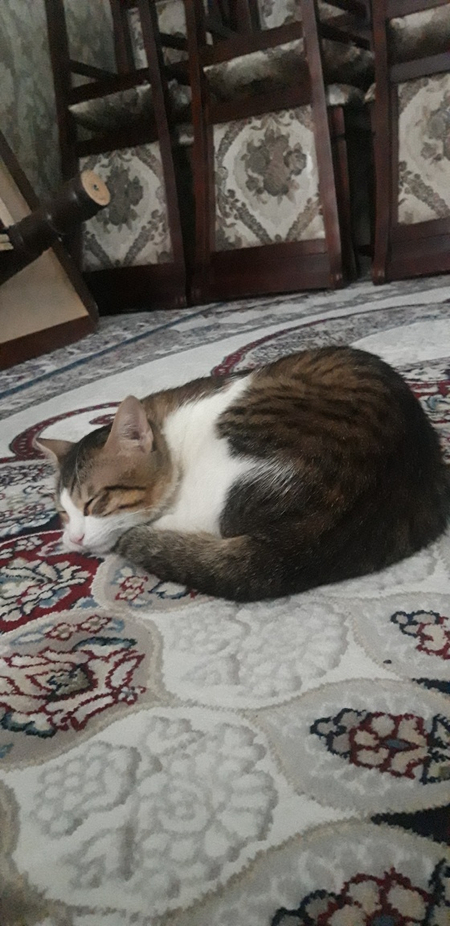 вязка кот ищет пару