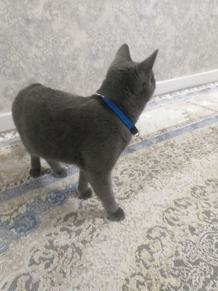 Продется кот Британской пароды