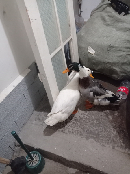 Urdak sotiladi oladigan