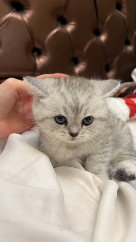 котята чистокровные скоттиш фолд и скоттиш страйт