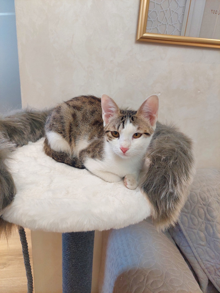 Котёнок девочка. Привита,  имеет паспорт