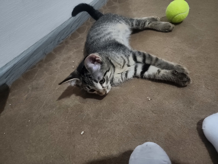 Котёнок родился в мае