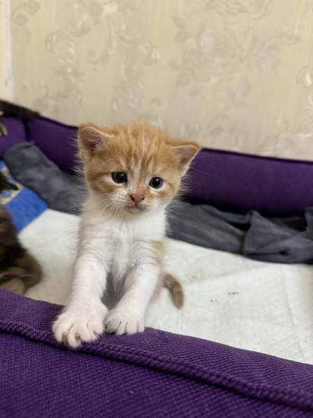 Котята экзоты