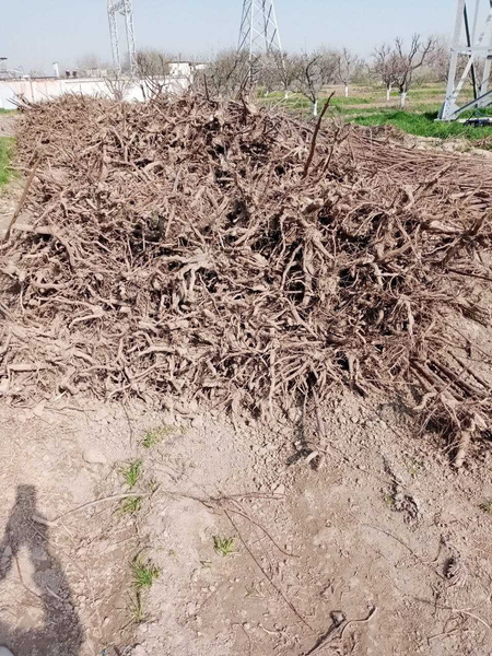 Павловния кўчатлари сотилади, тоза гибрид нав (Шанг Тонг)