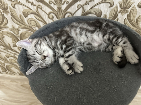 Котенок скоттиш страйт мальчик