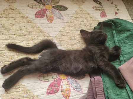 Котенок 2месячный. Отдам в хорошие руки,живет с мамой.