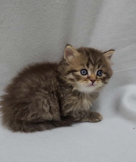 Мальчик скоттиш страйт