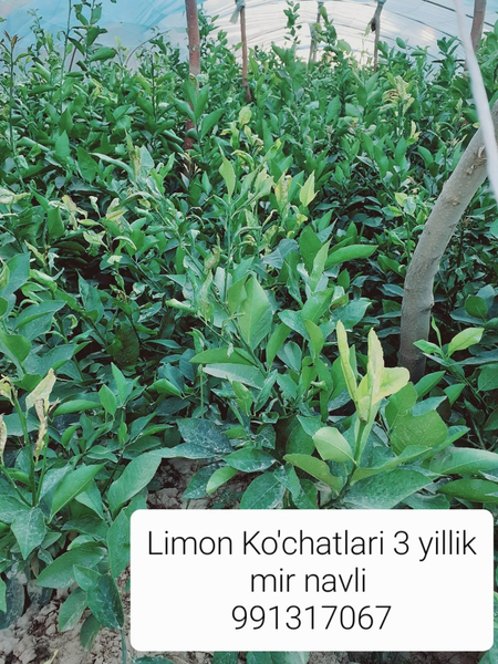 Limon kuchatlari