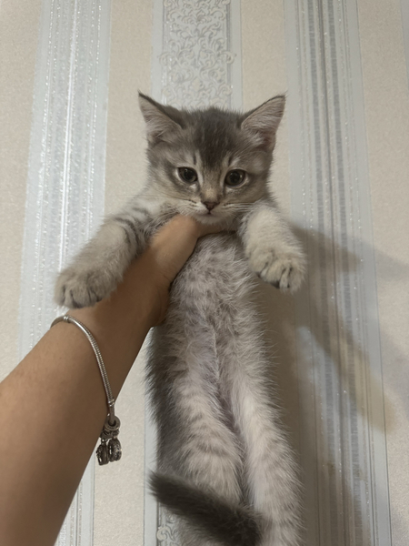 Продажа котят