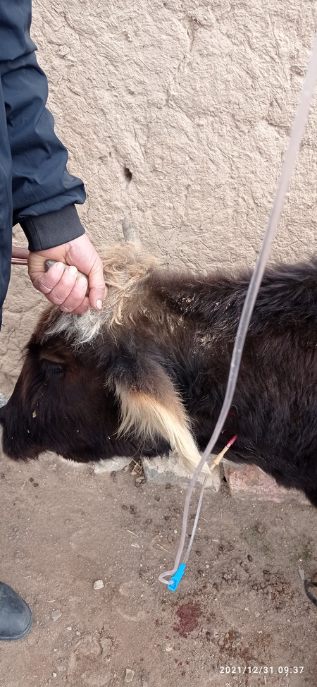 Veterinariya xizmati Ветеринарные услуги