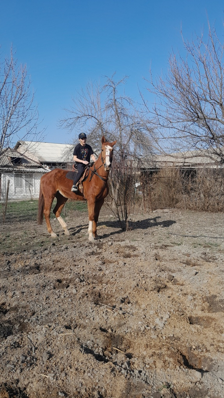 Ot sotiladi biya zodi Hanover nemis oti yoshi 8.9 atrofida soglom