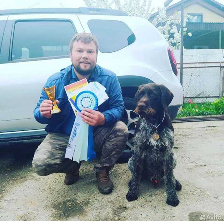 Дратхаар дратхар овчи кучук охотничий