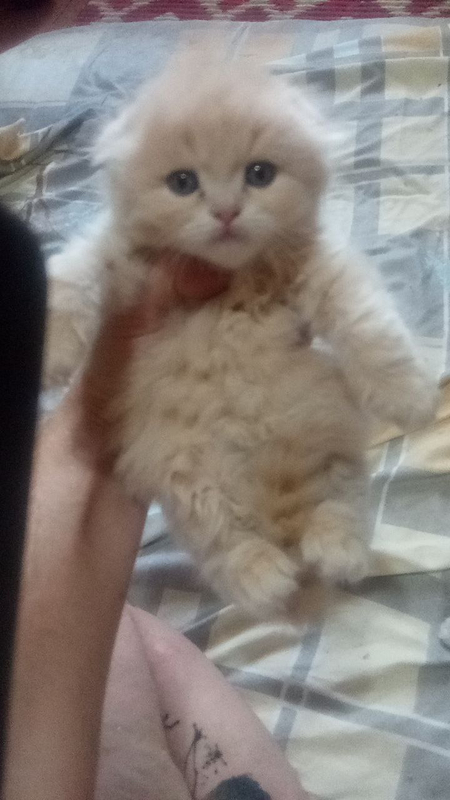 Продам котят , шатланские