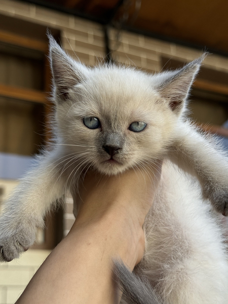 Продаются Тайские (сиамские) котята