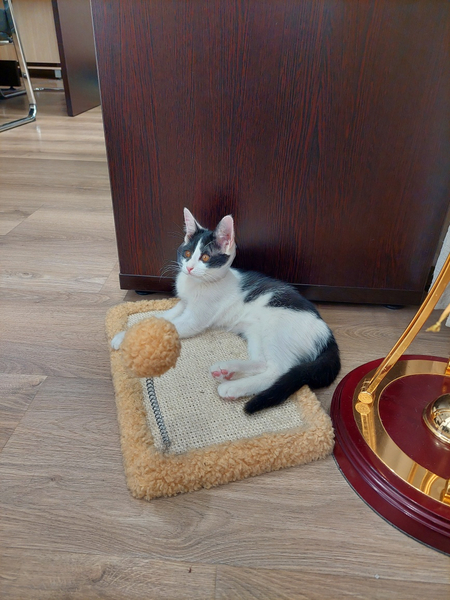 Котёнок девочка. Очень ласковая