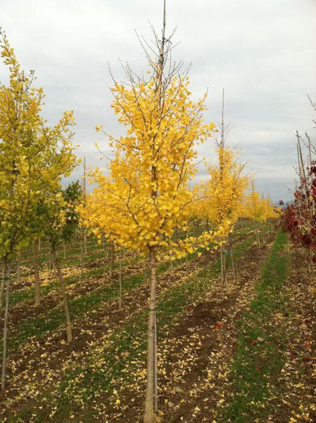 Ginkgo biloba саженцы продаётся