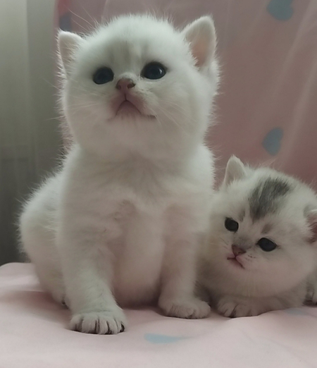 Сотилади Британский шиншилла чистокровный Киз &Угл
