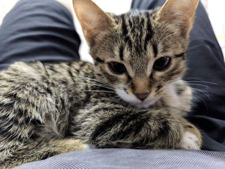 Кошка похожа на Саванну 4 мес