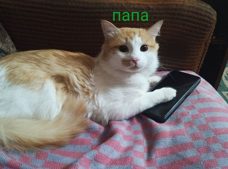 Продаётся котята по 100.00