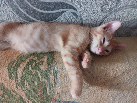 Котёнок 4 месяца, рыжая морда) очень классный игривый деловой, лоток +