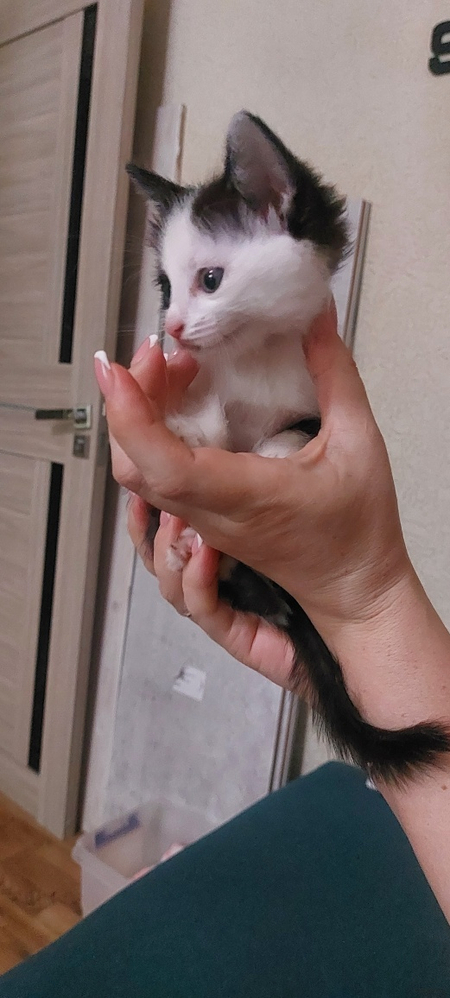 Отдам котёнка в добрые руки