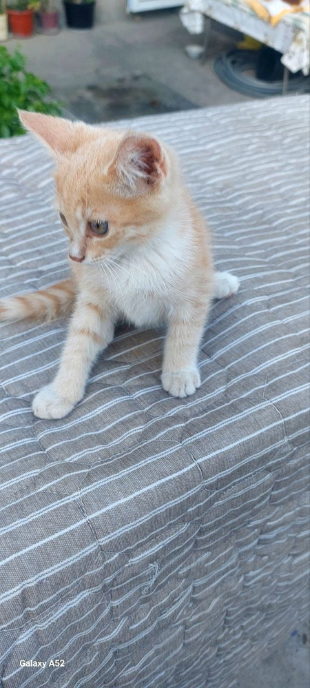 Домашний кошки 3 молчика