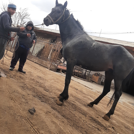 Turkmani ot zotdor