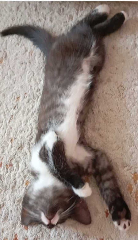Котëнок в добрые руки!
