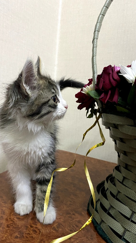 Котенок-Mushukcha