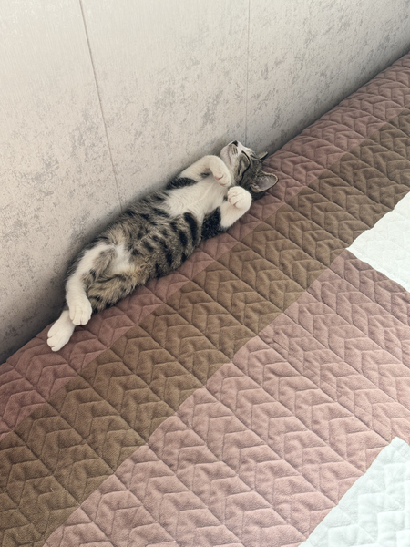 Котик Степан