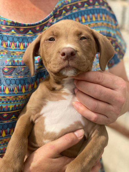 Щенки питбулл pitbull