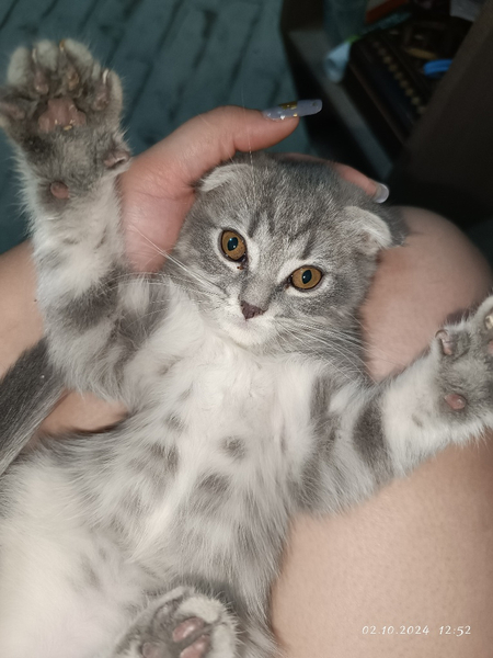 Продаются котята, срочно
