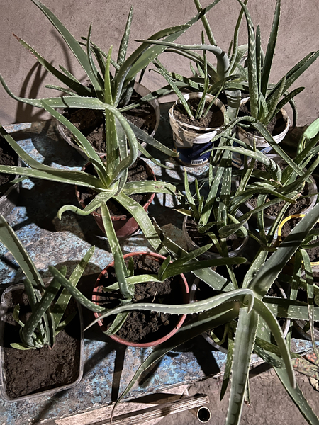 Aloe fikuz guli sotiladi