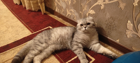 Скоттиш фолд Кот серий цвет продаю