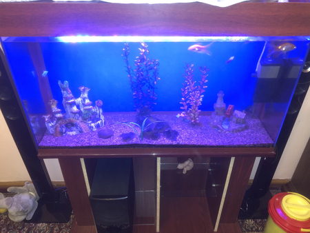 Akvarium sotiladi 300 litr