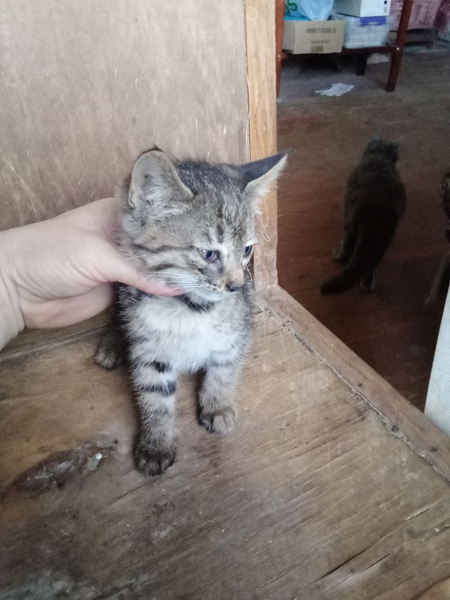 Котята в добрые руки