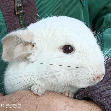Шиншиллы эксклюзивные
