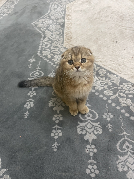 Котекон золотистый шиншилла от правильной вязки