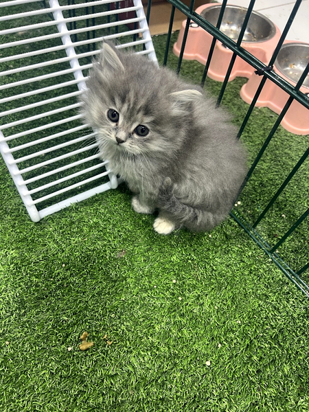 Котенок  Heylan!