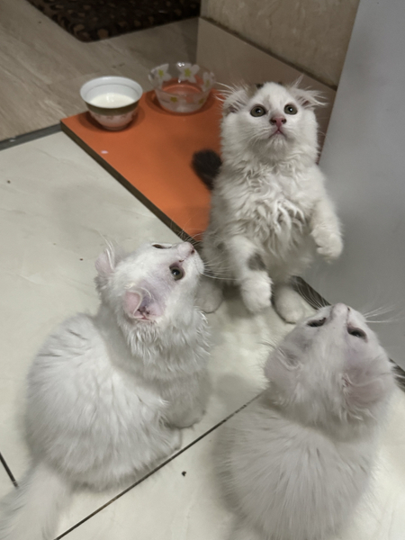 Шотландские  вислоухие котятя