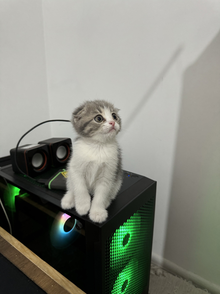 Скотиш фолд девочка и мальчик