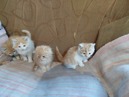 Красивые котята в добрые руки