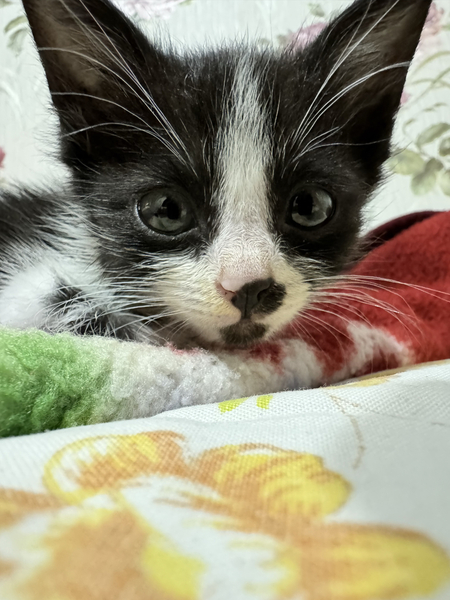 Котик в добрые руки
