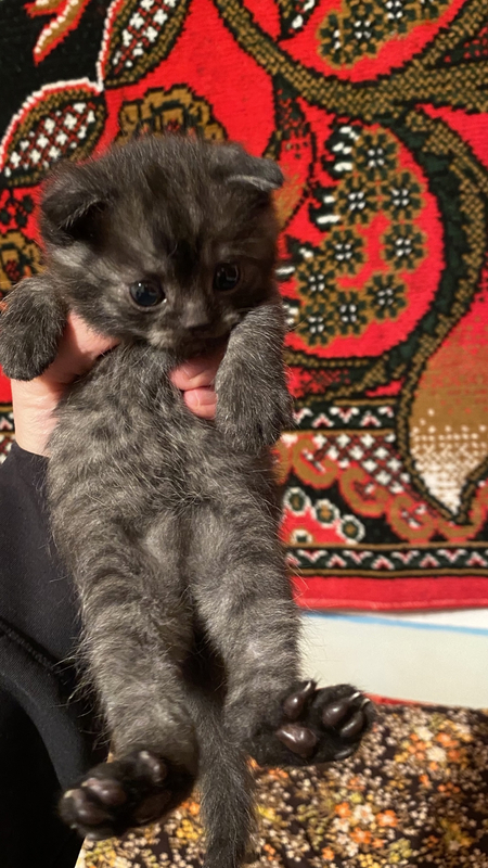 Котёнок скоттиш фолд